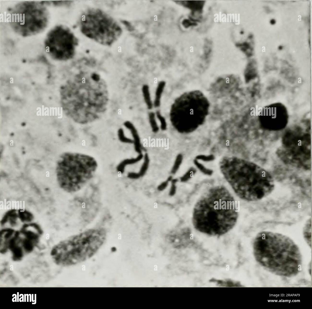 "Effect of cobalt 60 gamma rays on the biology of the eye gnat ...
