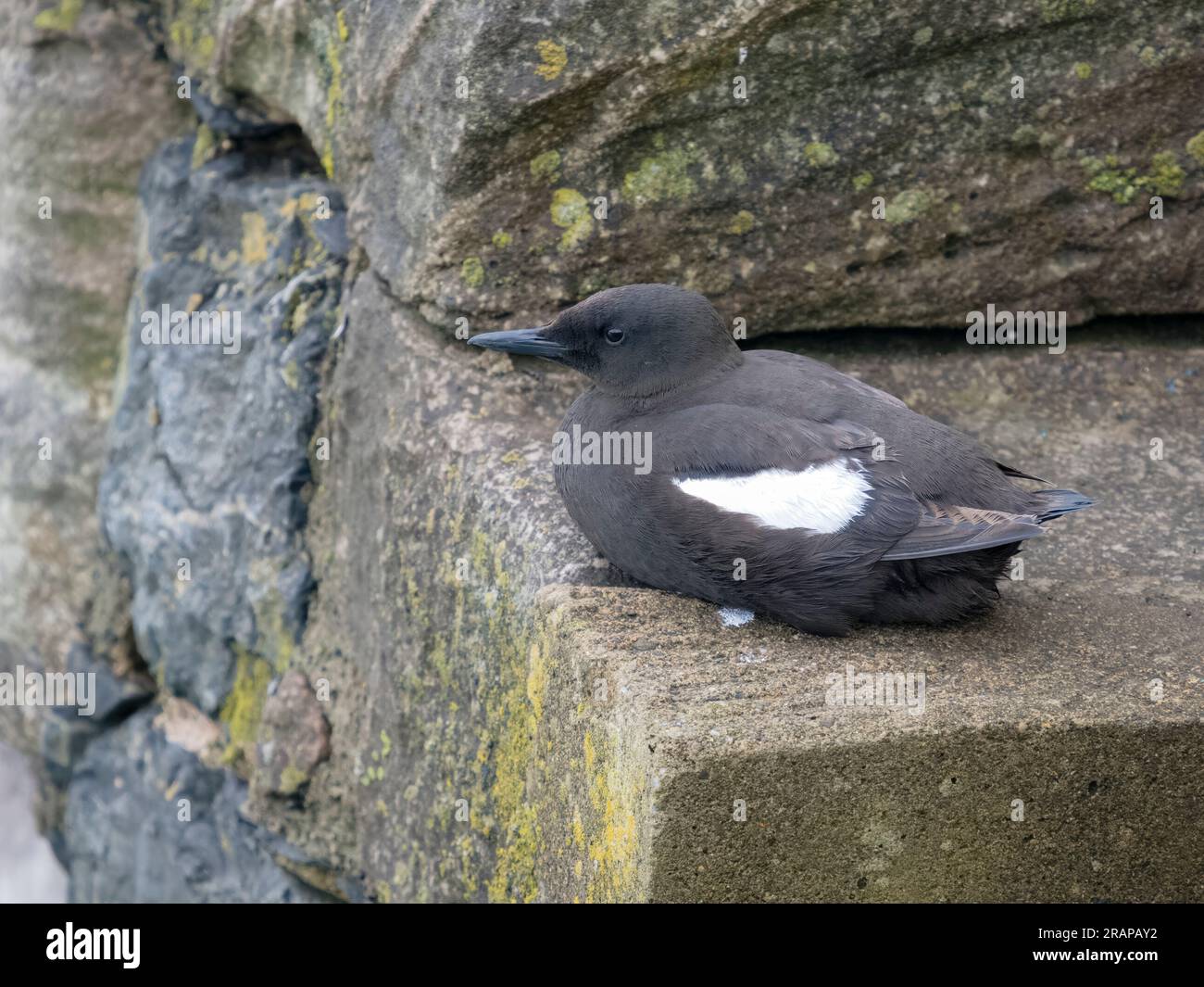 Black guillemot, Cepphus grylle, single bird on steps of harbour wall ...