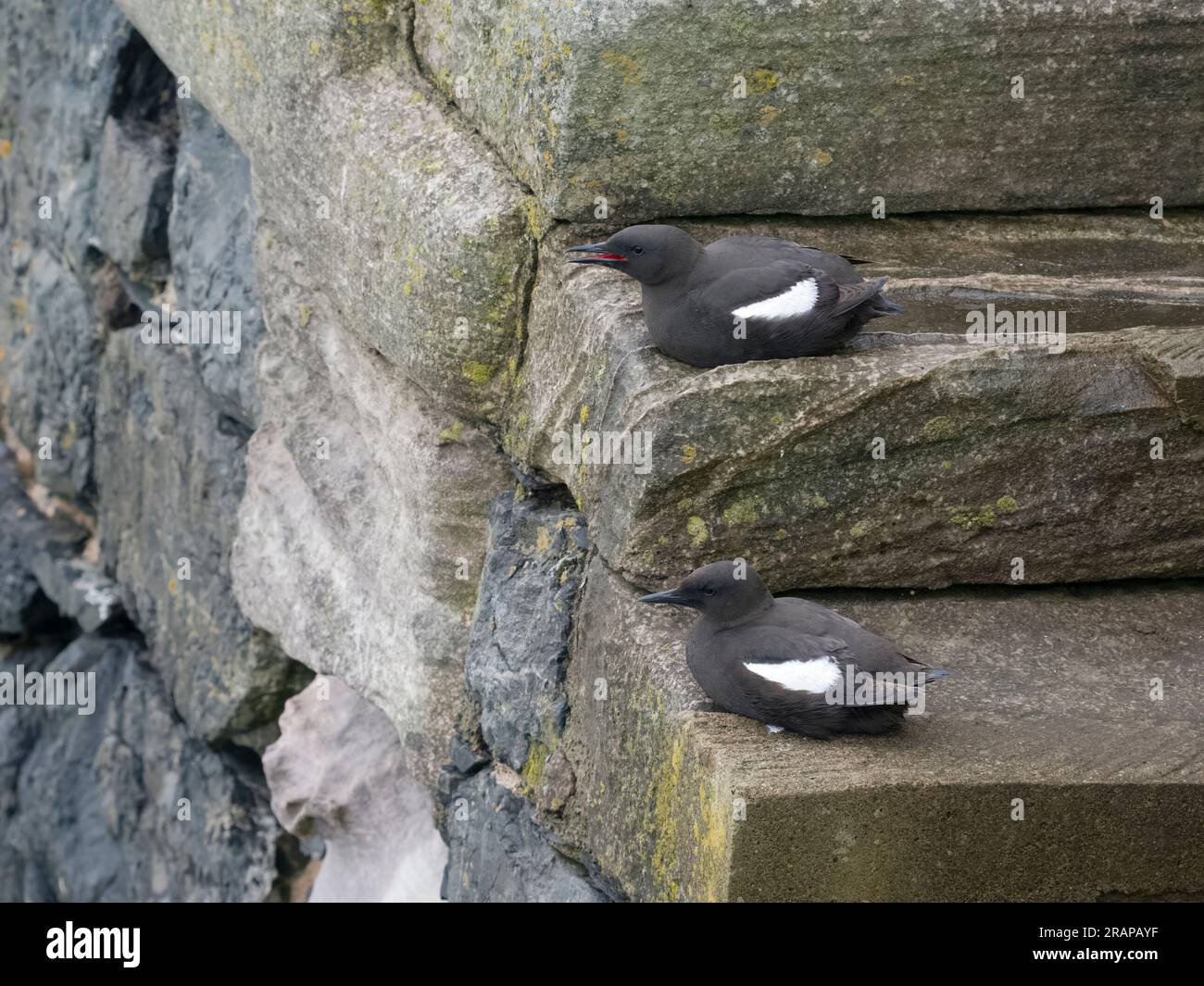 Black guillemot, Cepphus grylle, two birds on steps of harbour wall ...