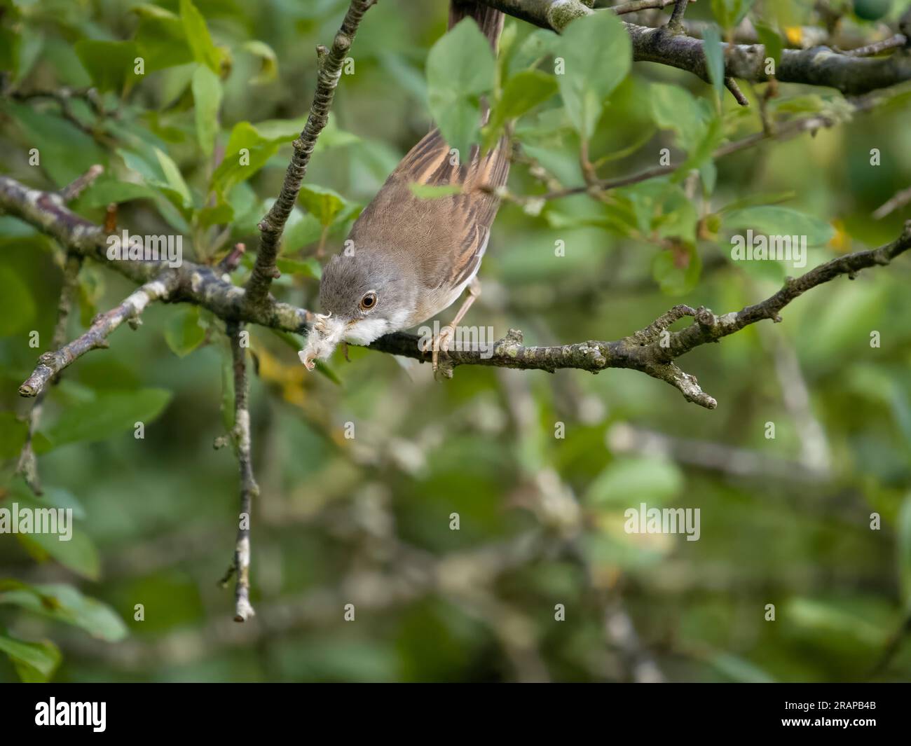 Common whitethroat, Curruca communis, single bird on branch with nest ...