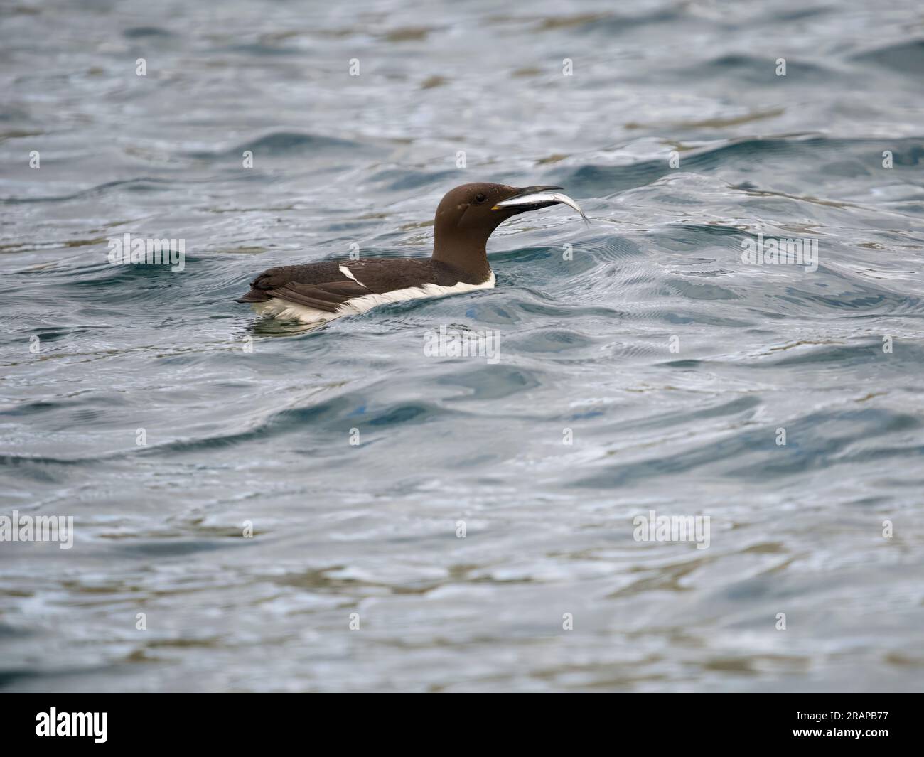 Guillemot, Uria aalge, single bird on water with fish, Yorkshire, June ...