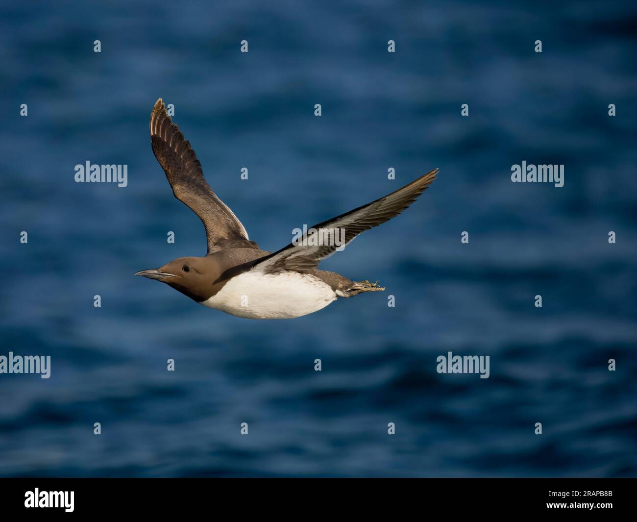 Guillemot, Uria aalge, single bird in flight, Yorkshire, June 2023 ...