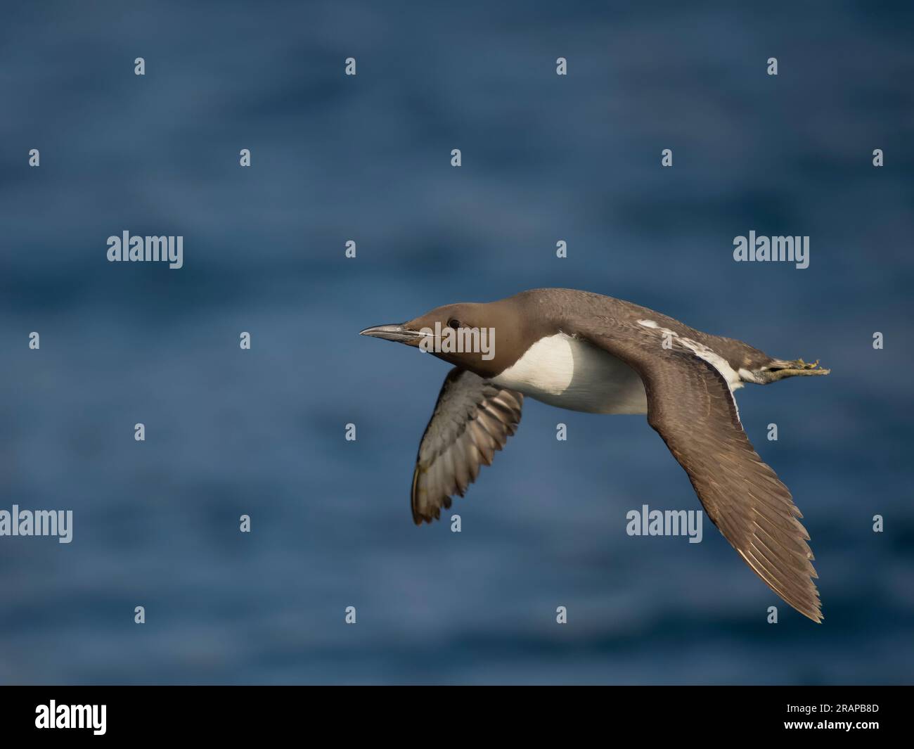 Guillemot, Uria aalge, single bird in flight, Yorkshire, June 2023 ...