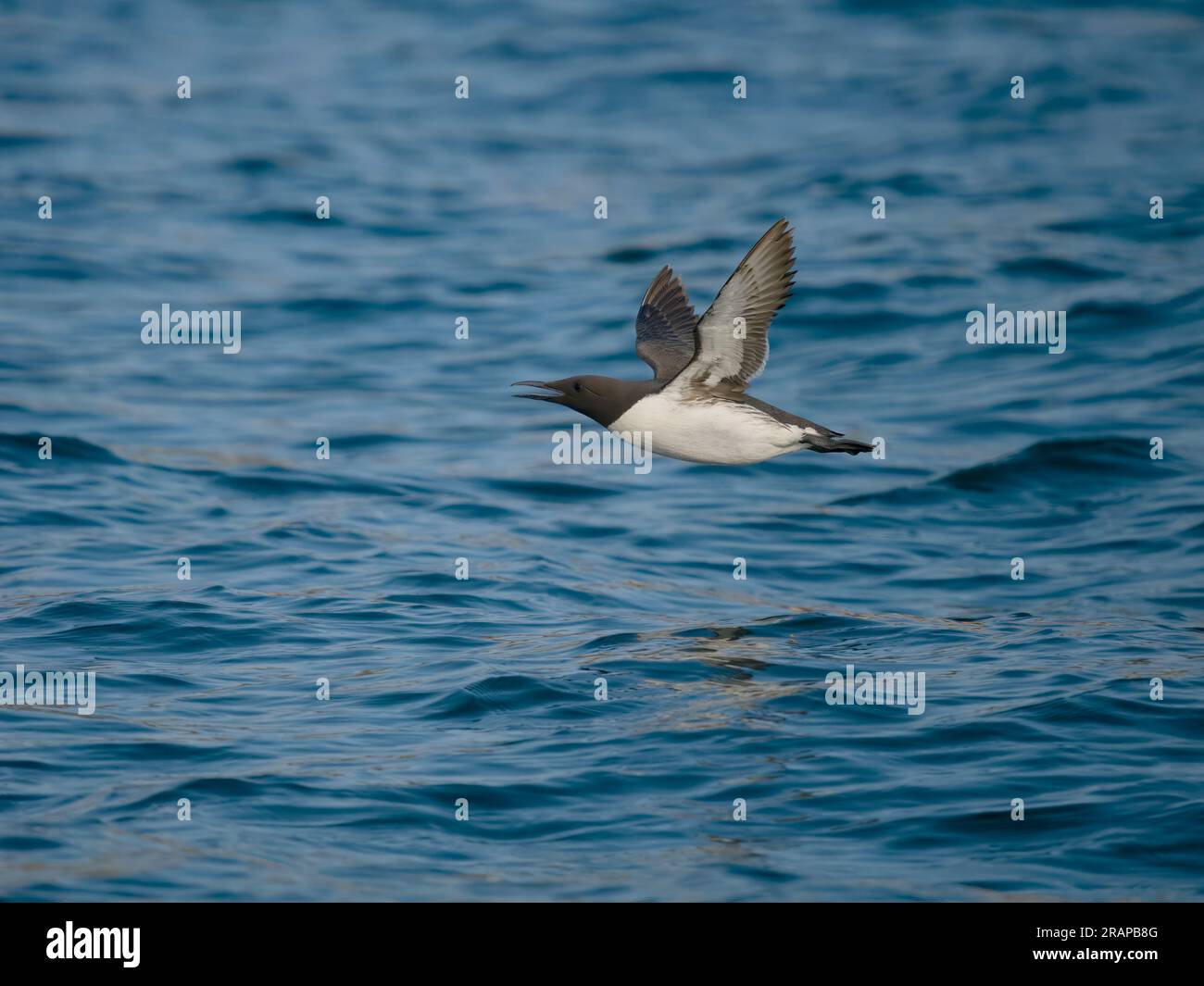 Guillemot, Uria aalge, single bird in flight, Yorkshire, June 2023 ...