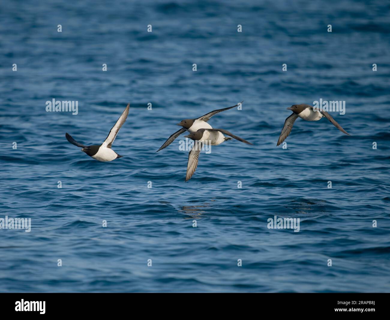 Guillemot, Uria aalge, three birds plus a Razorbill in flight ...