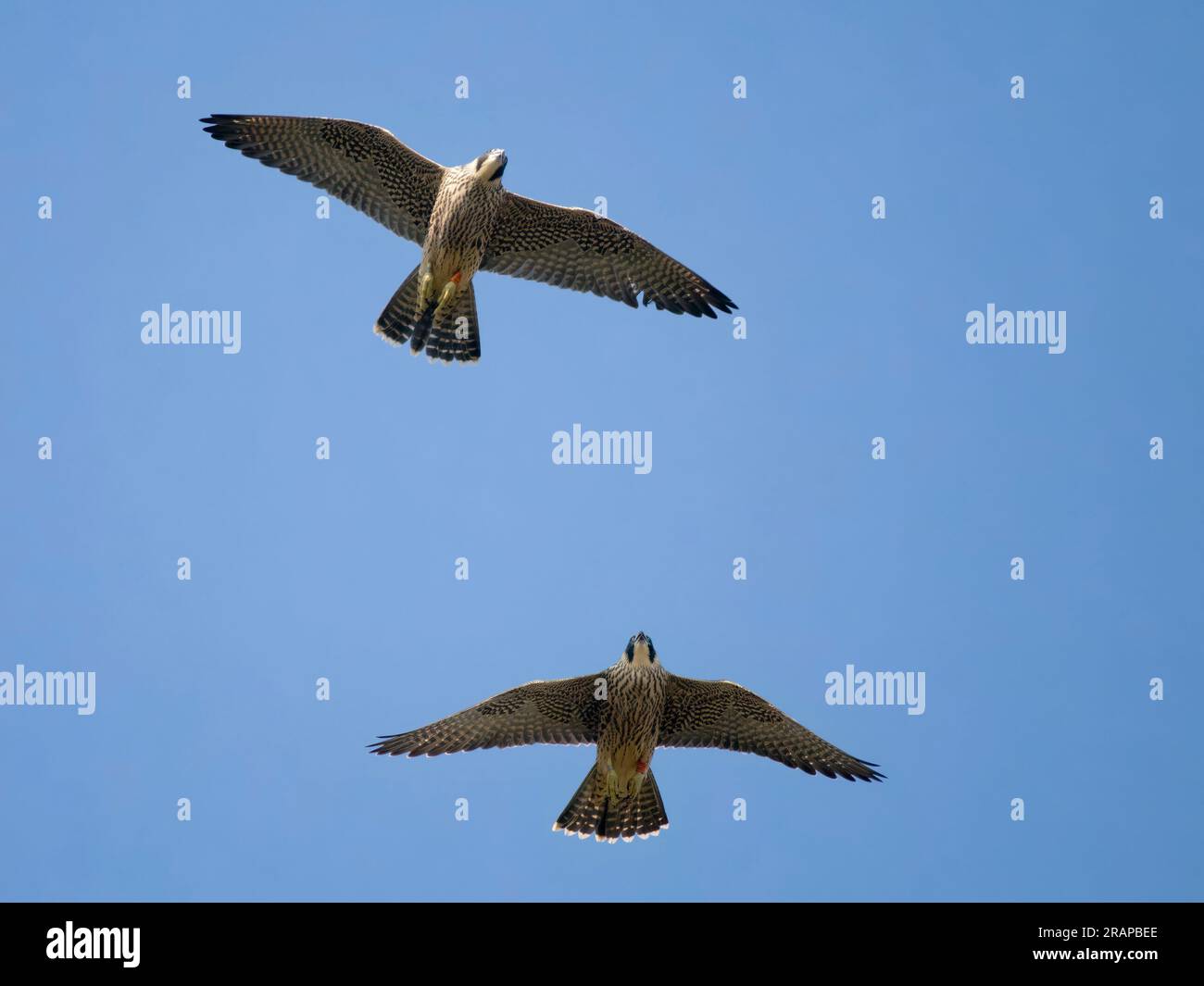 Peregrine, Falco peregrinus, two birds in flight, Worcestershire, June ...