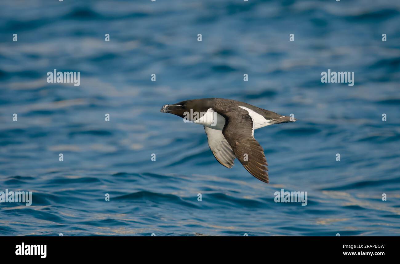 Razorbill, Alca torda, single bird in flight, Yorkshire, June 2023 ...