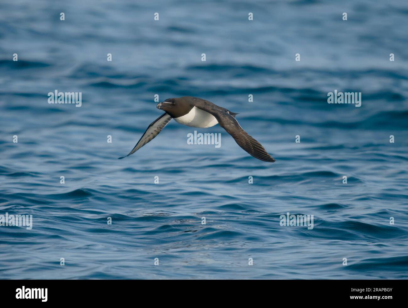 Razorbill, Alca torda, single bird in flight, Yorkshire, June 2023 ...