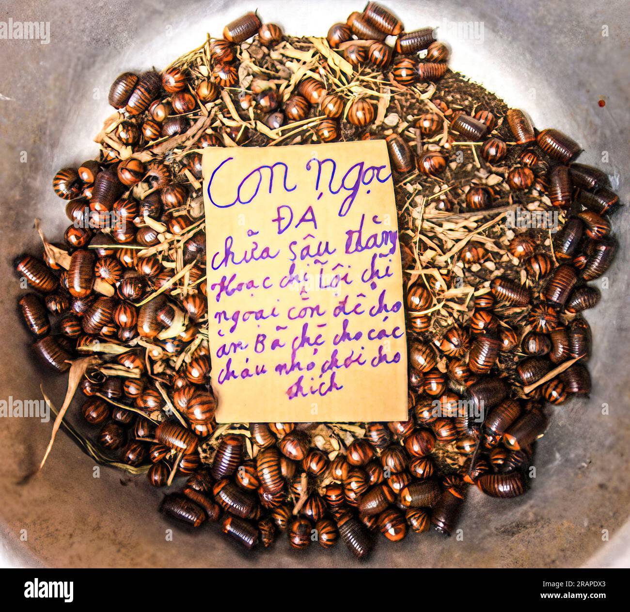 Vietnam delicacy insects hi-res stock photography and images - Alamy