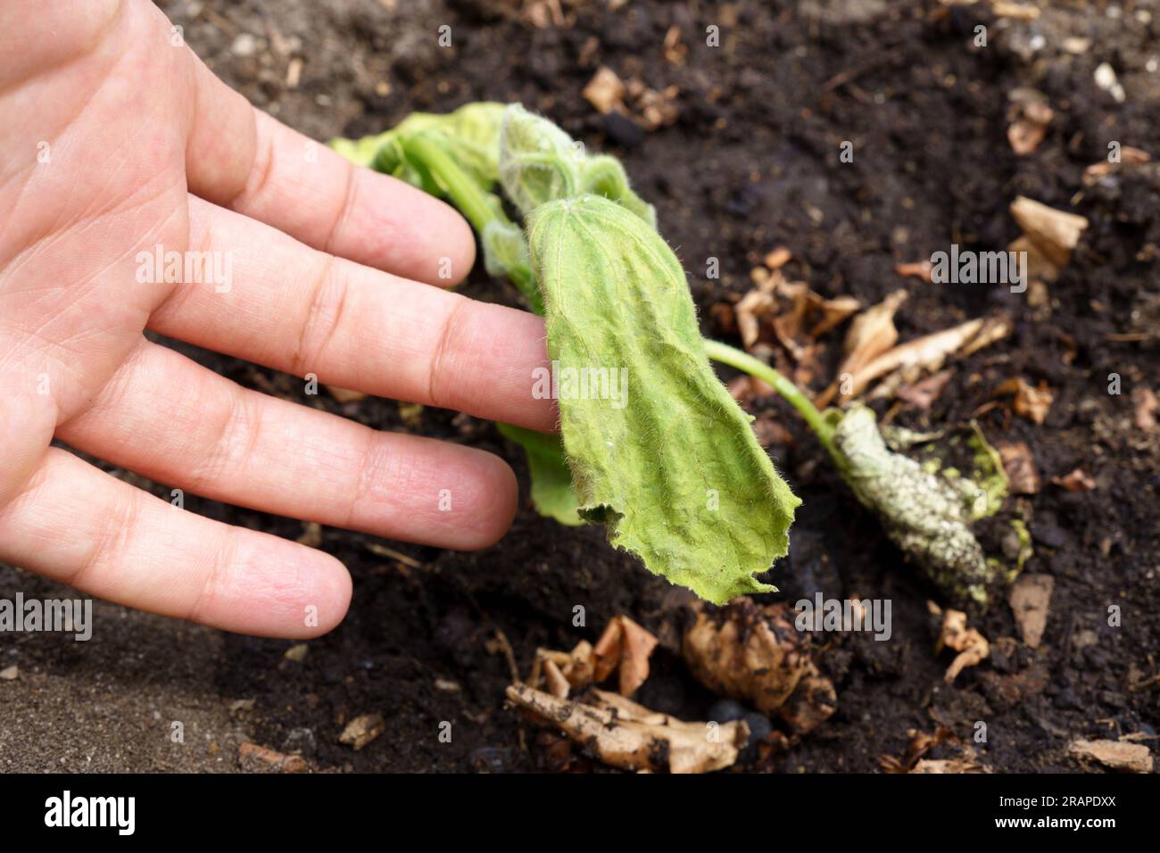 Spoiled cucumber, dry season. Ecological threat in agriculture. Spoiled ...