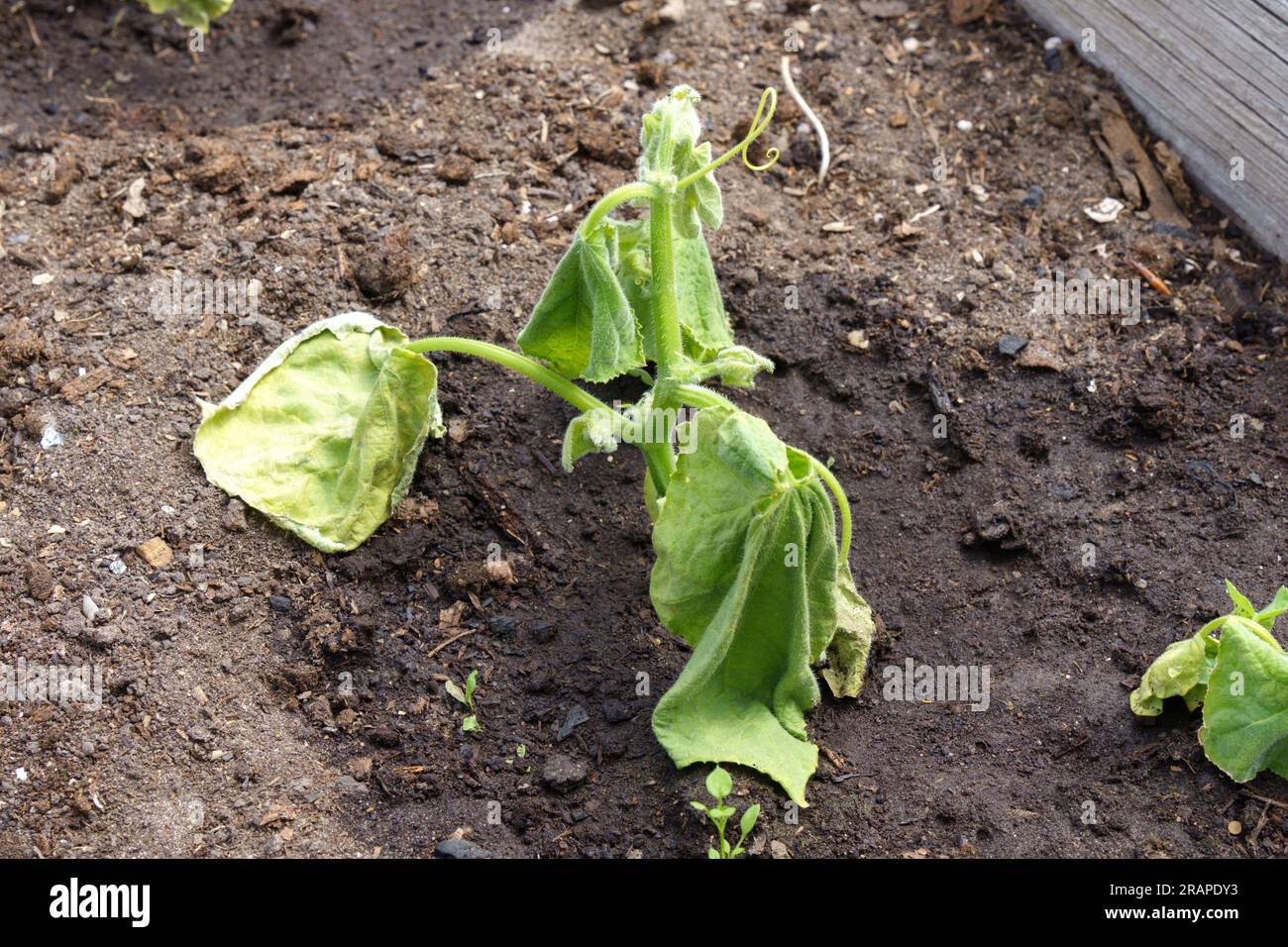 Poor harvest of cucumbers, crop failure in the dry season. Selective ...