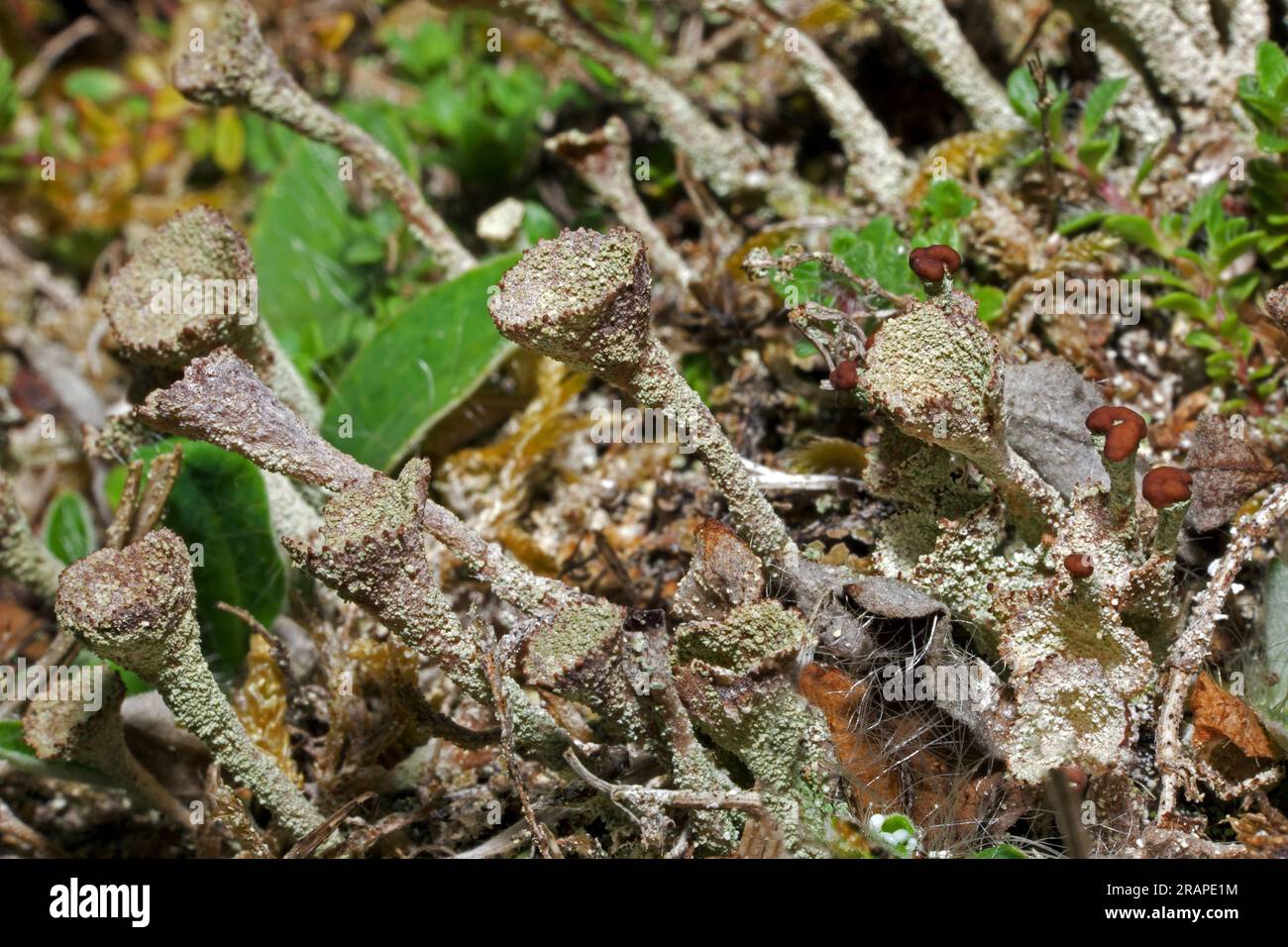 Pyxidata hi-res stock photography and images - Alamy