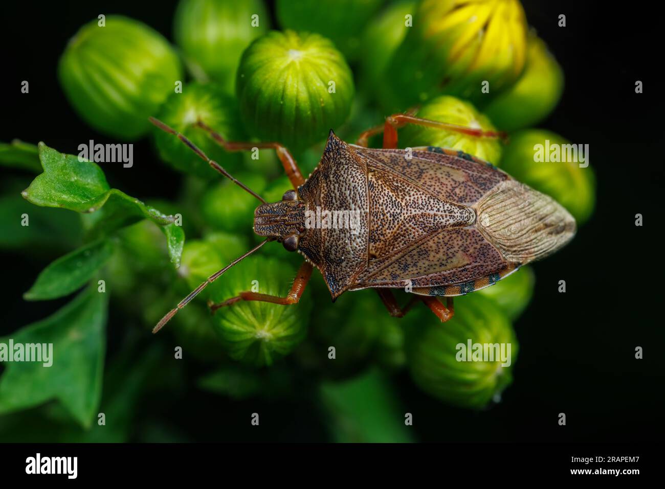 Spined Soldier Bug (Podisus maculiventris Stock Photo - Alamy