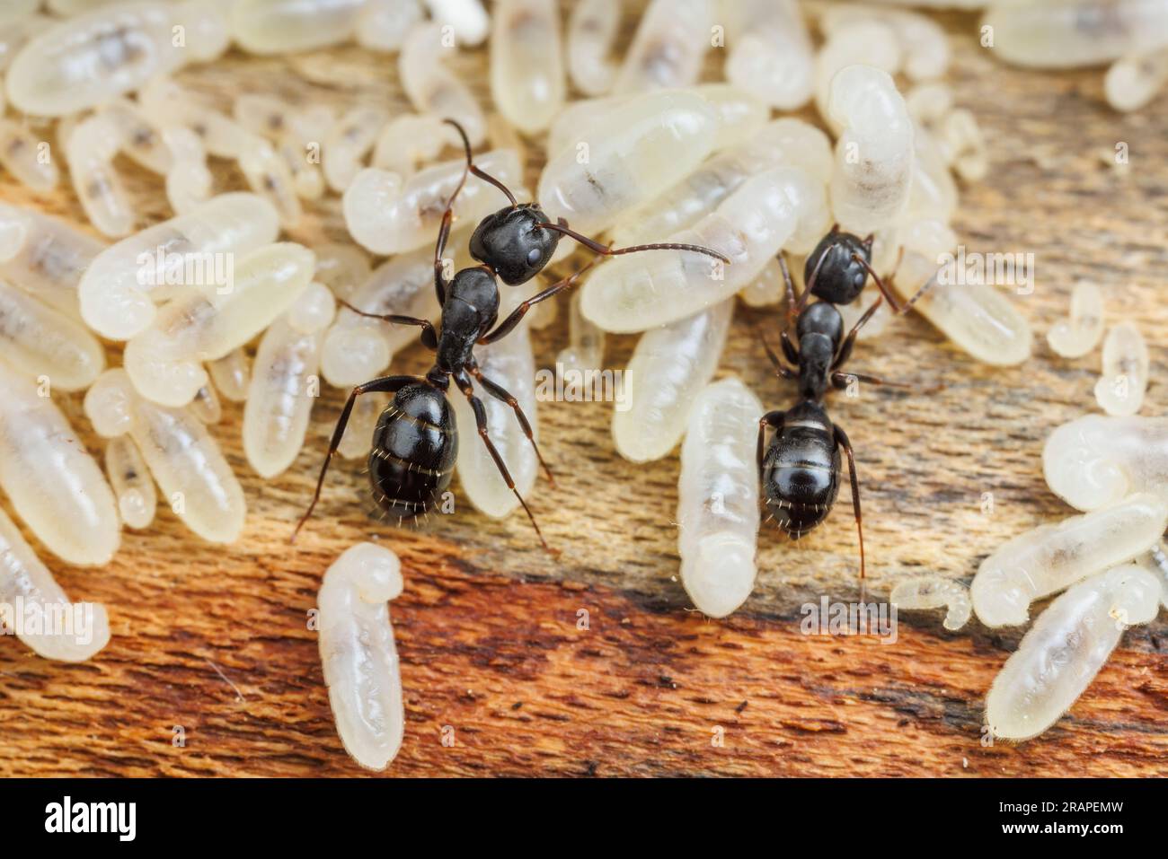 Carpenter Ant (Camponotus nearcticus) workers tend to larvae and pupae ...