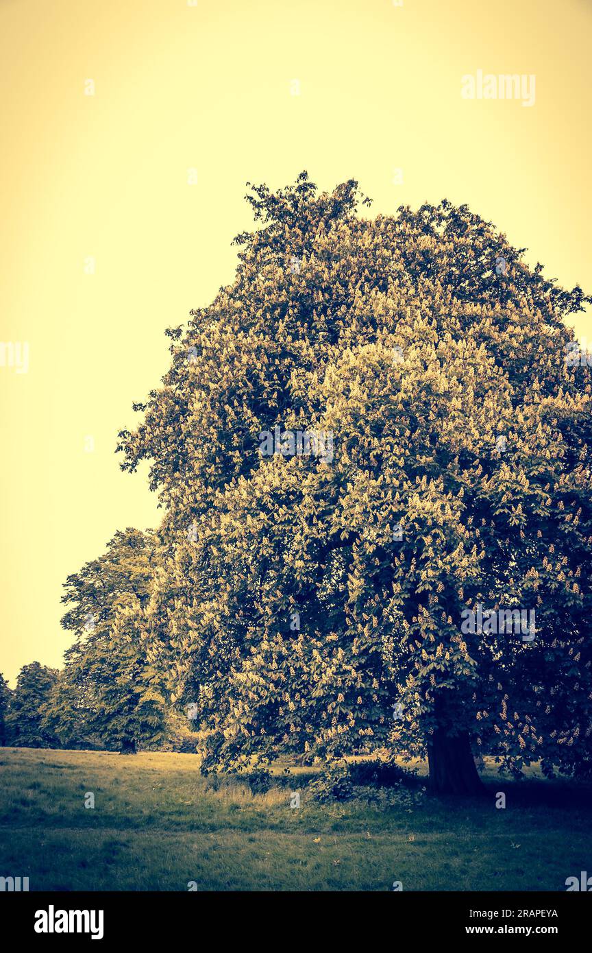 Chestnut tree blossoming in the park. Aged photo Stock Photo - Alamy