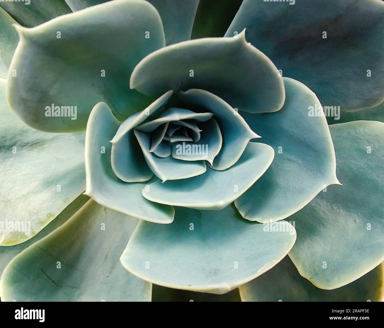Teal cactus leaves plant hi-res stock photography and images - Alamy