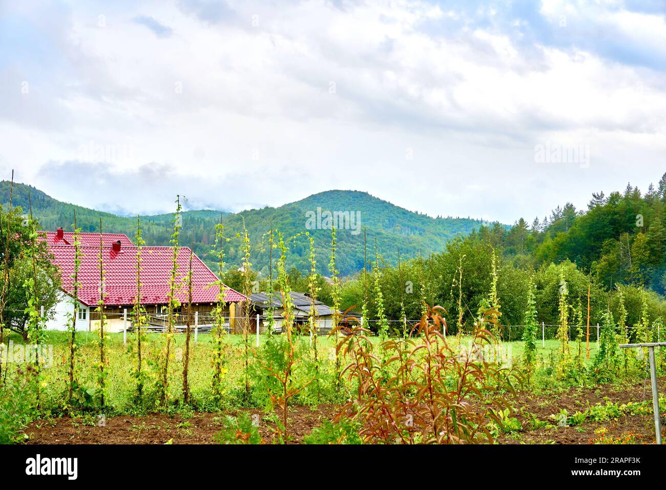 Cozy rural house with a market garden in a green mountain valley Stock ...