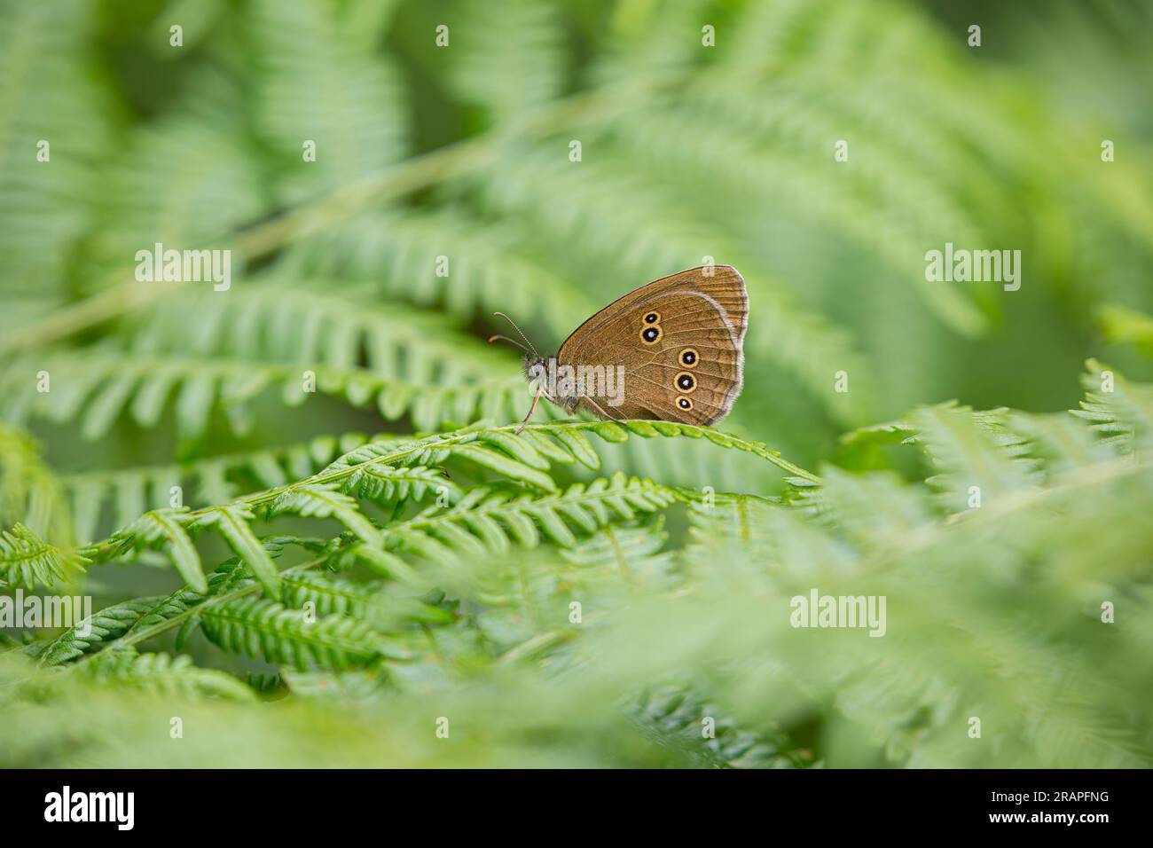 Side view of a butterfly sitting on a fern showing it's wing spots ...