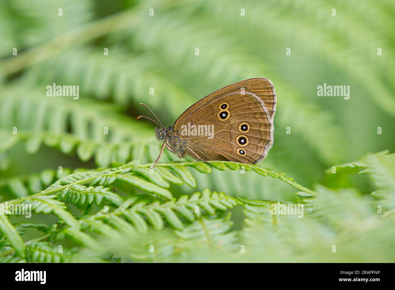 Side view of a butterfly sitting on a fern showing it's wing spots ...