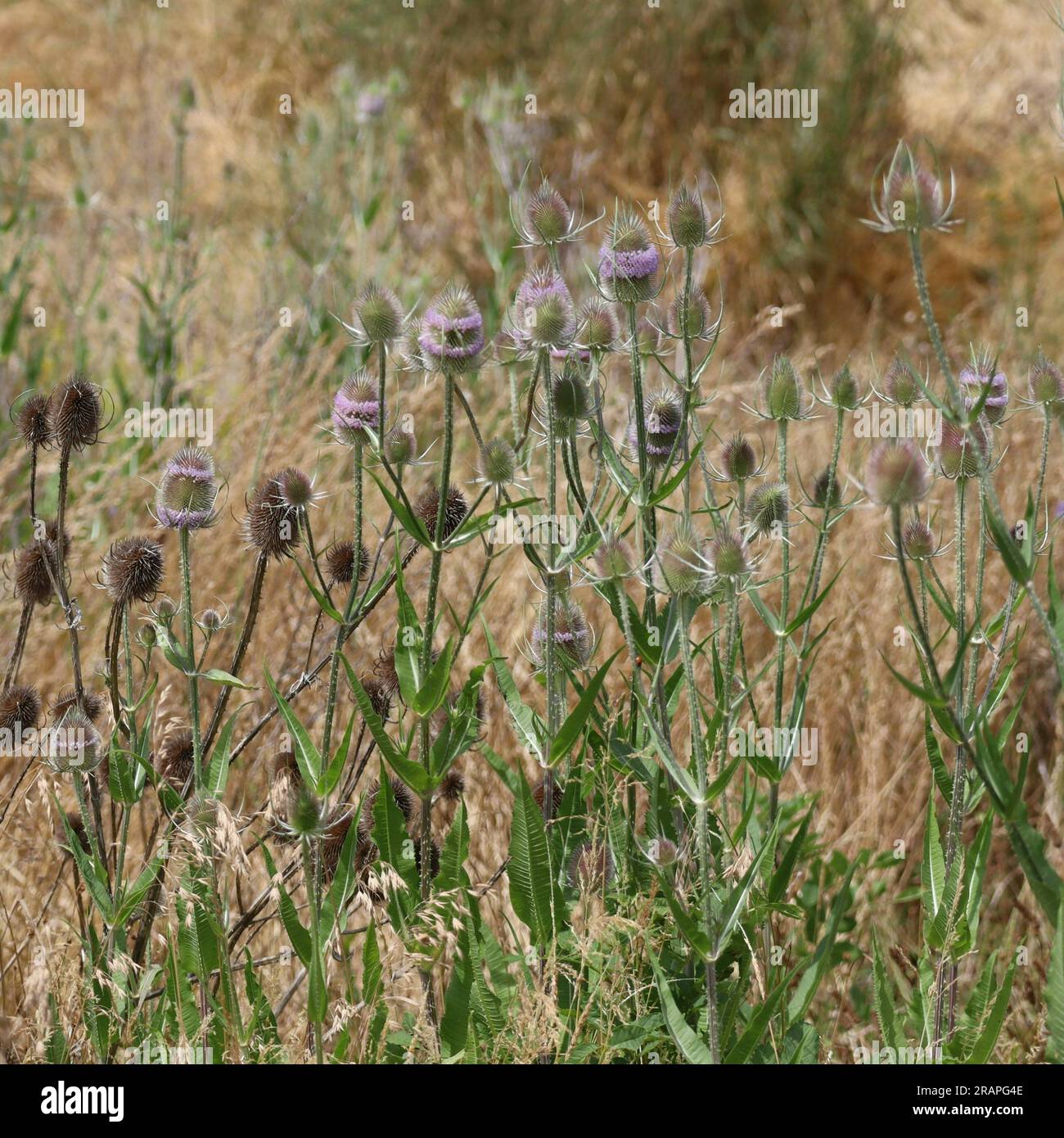 Field with blooming wild Teasels in the Summer wind Stock Photo - Alamy