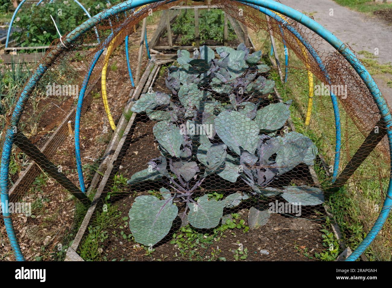 Cabbage growing under netting to protect from pigeons and pests Stock ...