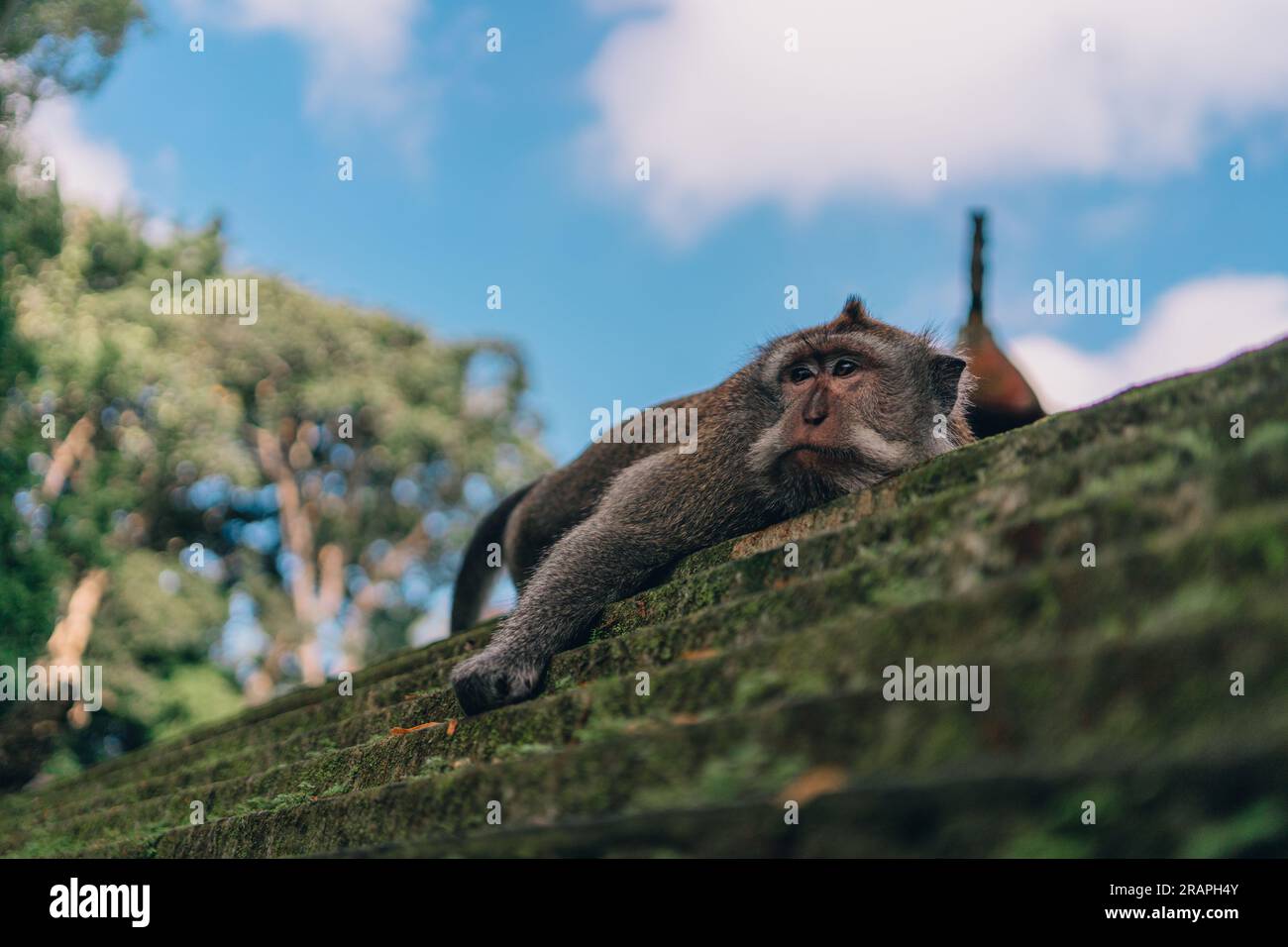 Cute monkey lying on stone wall in sacred monkey forest. Relaxed ...