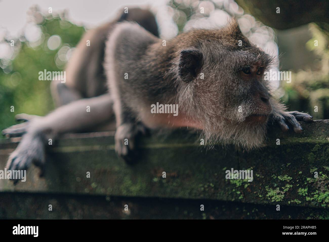 Close up shot of relaxed macaque on stone wall. Lying monkey on ...