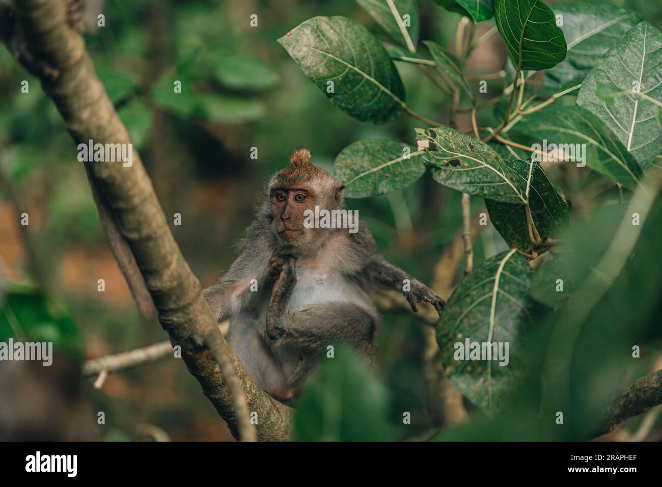Close up shot of monkey sitting on tree with green nature background ...