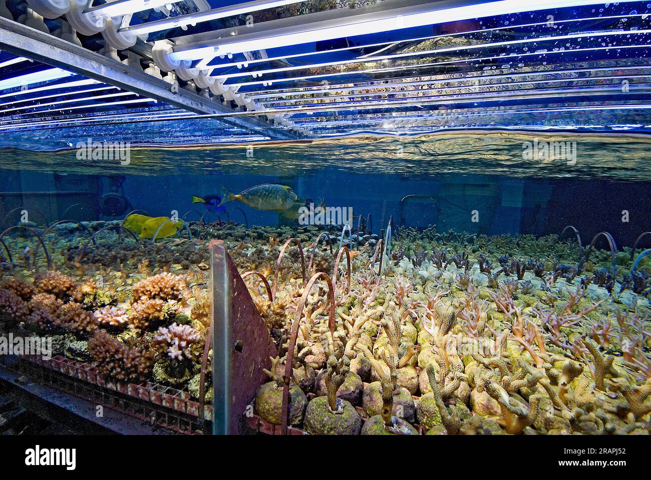 Coral farm growing small corals fragments into larger colonies Stock ...