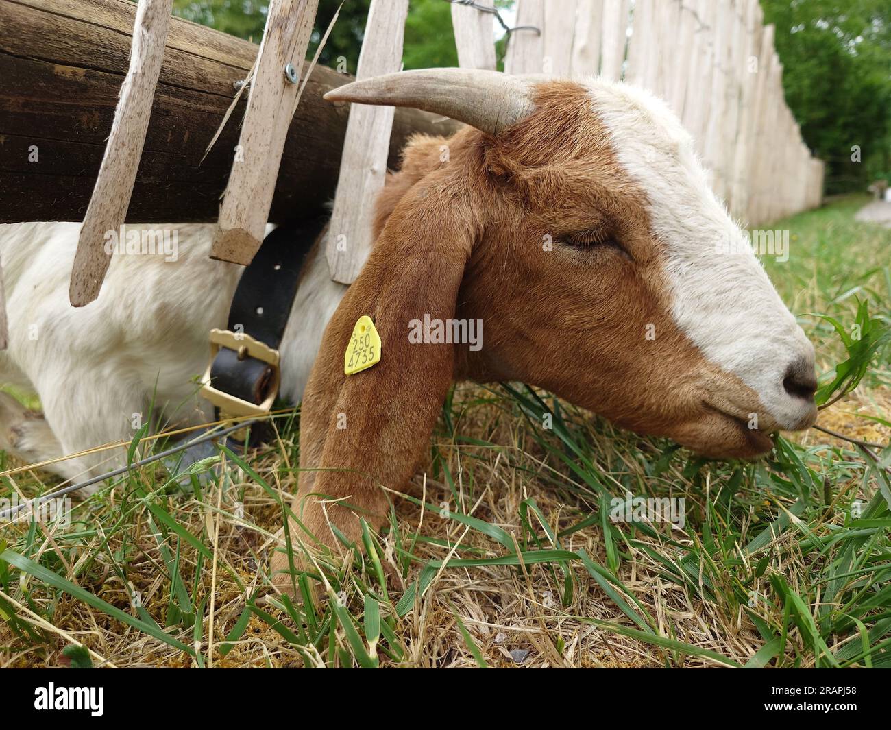 Single farm goat with ear tags grazing with its head behing wooden ...