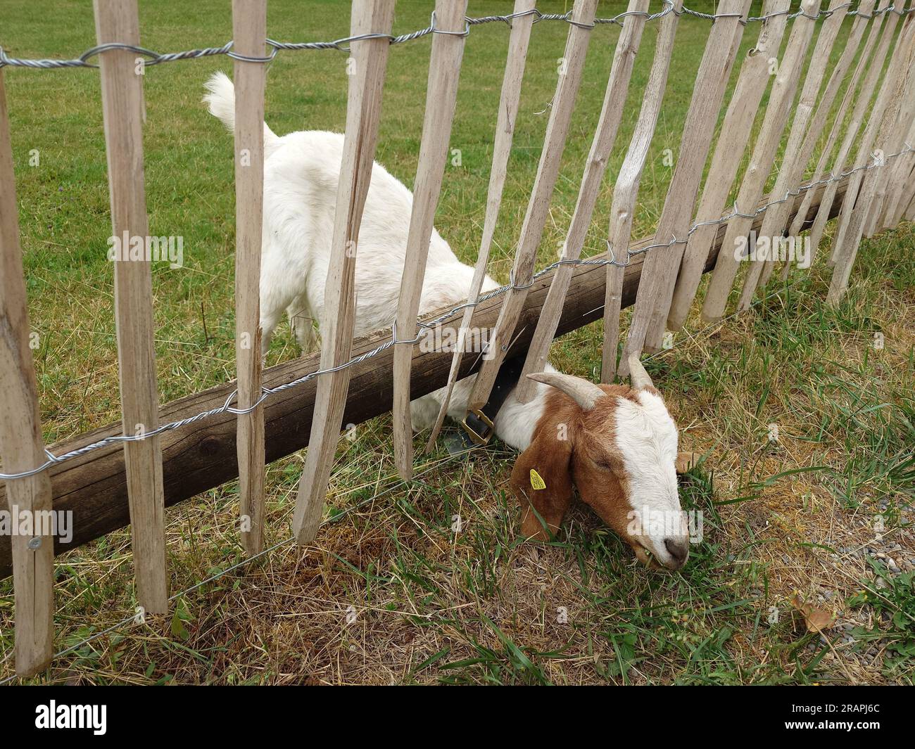 Single farm goat with ear tags grazing with its head behing wooden ...