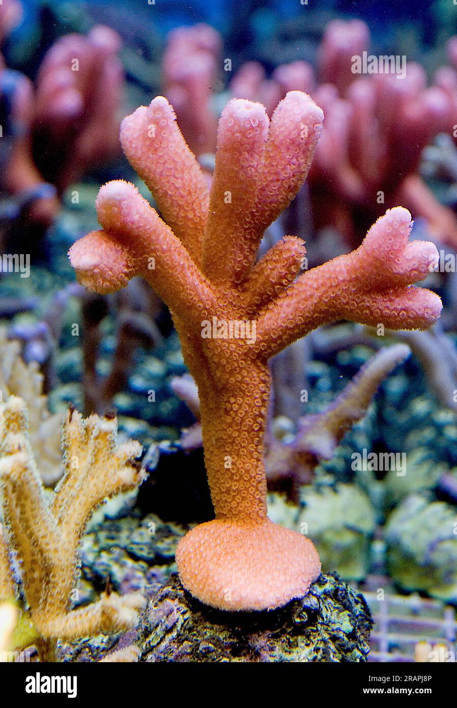 Fragment of a stony coral (Stylophora sp.) propagated in a land-based ...