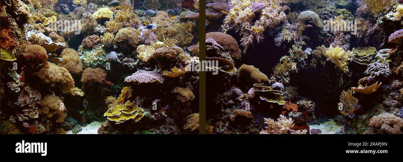 Huge and stunning coral reef aquarium in Oceanarium de Lisboa, Portugal ...