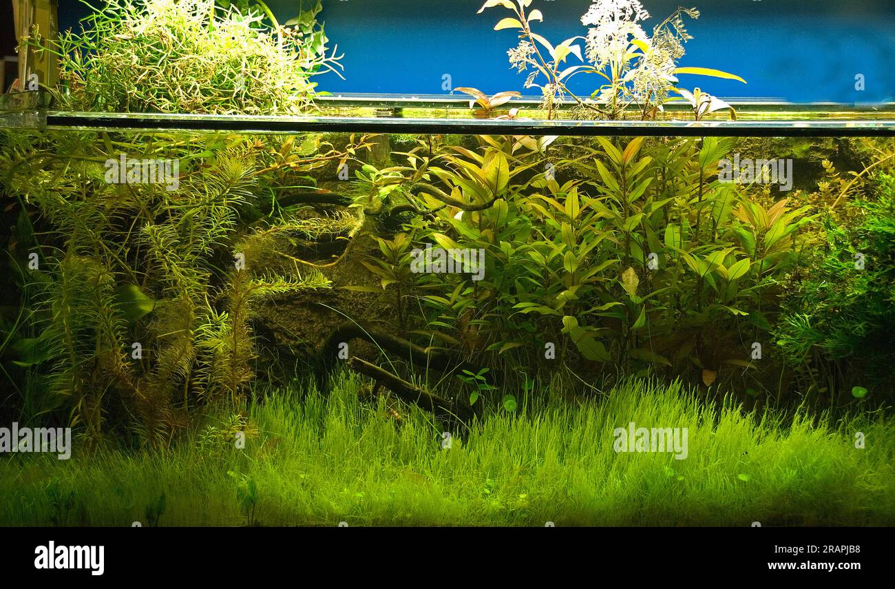 Aquariumplants hi-res stock photography and images - Alamy