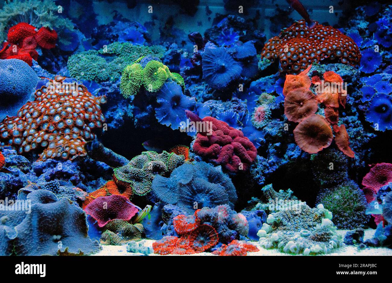 Saltwater Aquarium Light Aquarium Actinic Blue Moon Light LED Strip ...