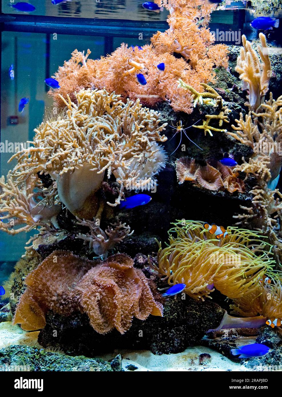 Coral reef aquarium with high diversity of growing corals and small ...