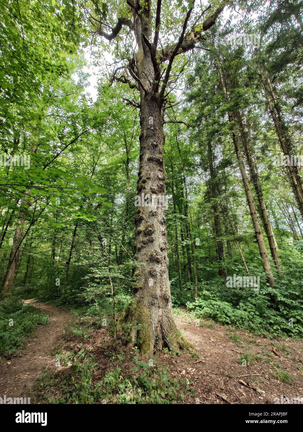 Large oak tree in a forest in Europe. Wide, low-angle view, sunny day ...