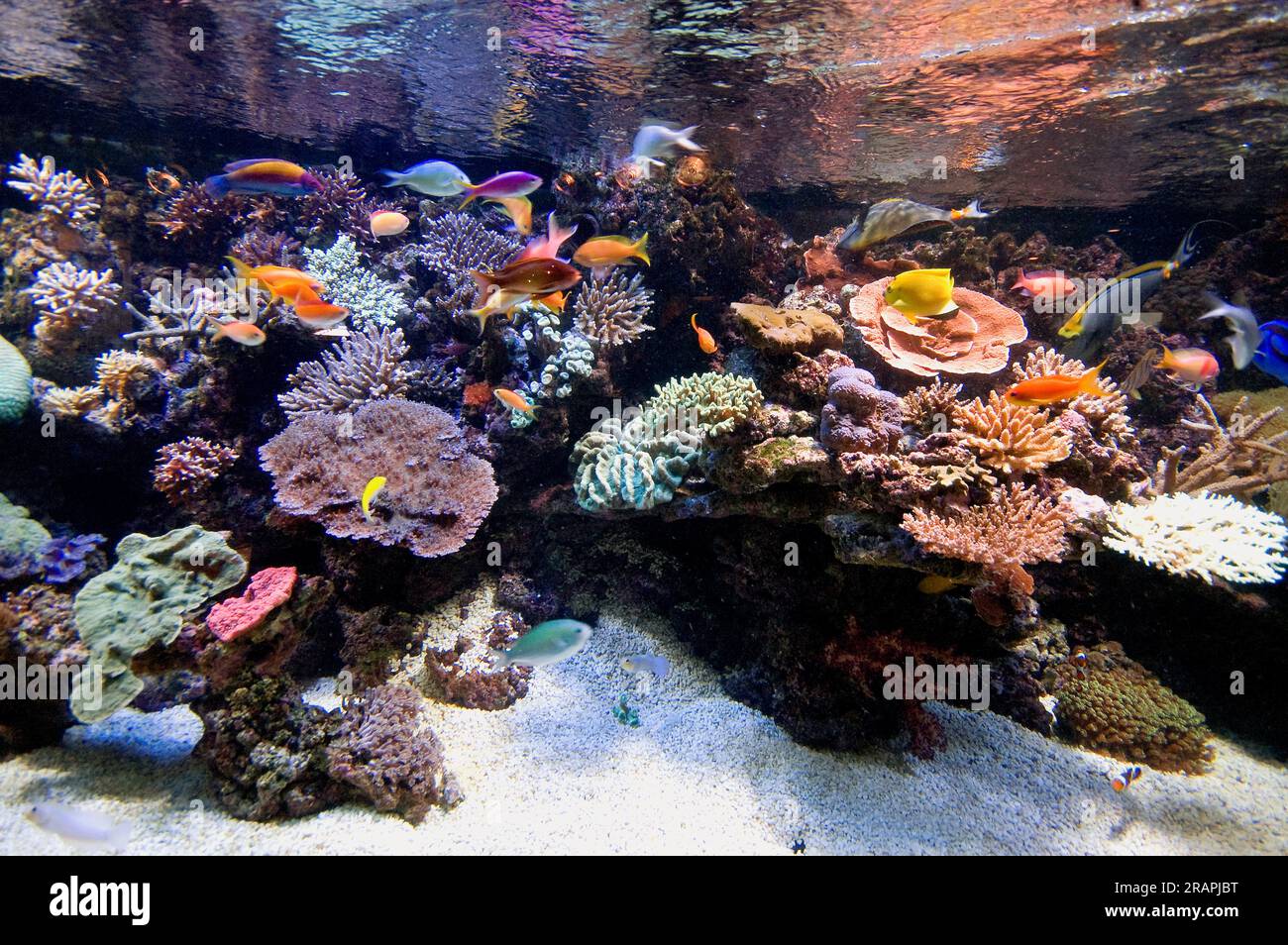 Keeping coral reef hi-res stock photography and images - Alamy