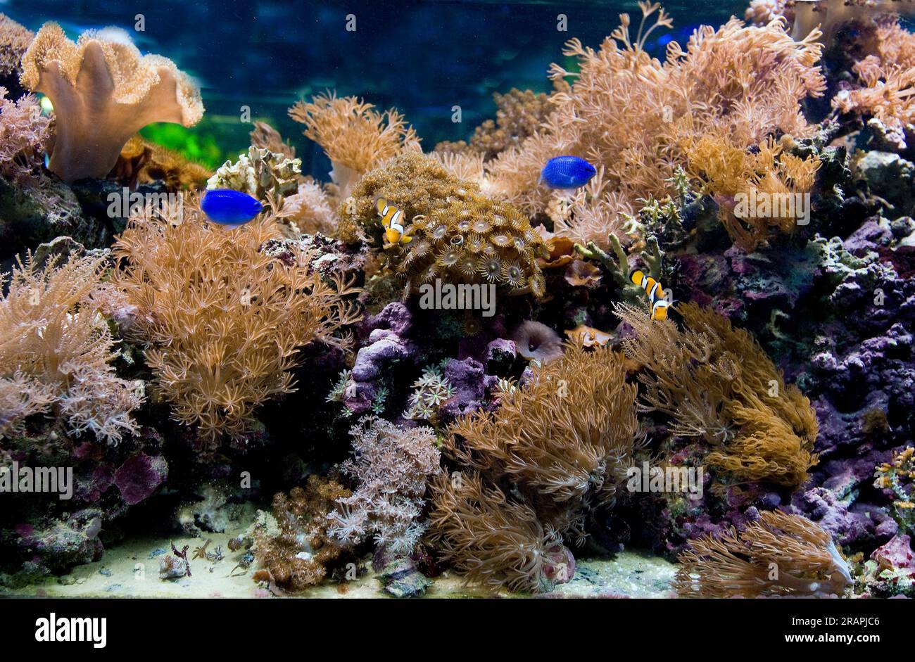 Coral reef aquarium with lots of soft corals including a number of ...