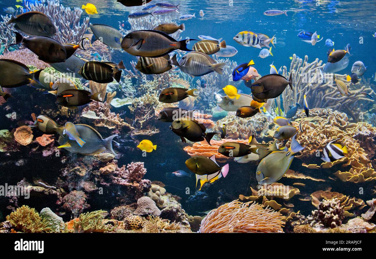 The Long Island Aquarium (NY, USA) coral reef display houses a dense ...