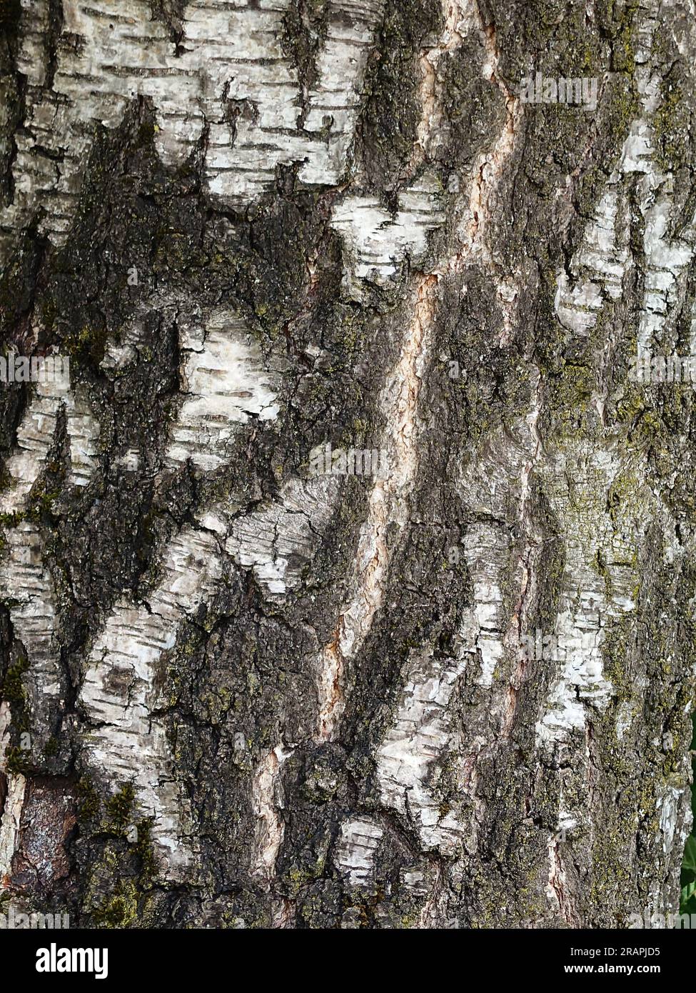 Old, dry, textured tree bark. Close up shot, no people Stock Photo - Alamy