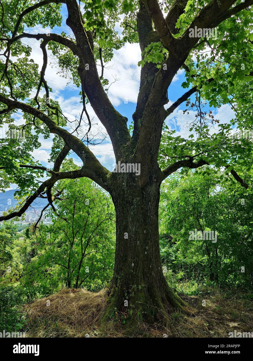 Large oak tree in a forest in Europe. Wide, low-angle view, sunny day ...