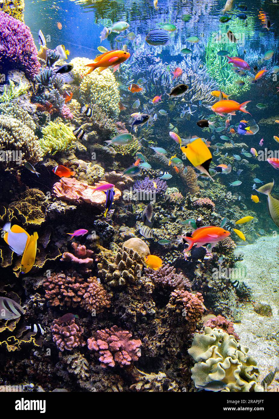 Coral reef display at Monterey Bay Aquarium, California, USA. Photo ...