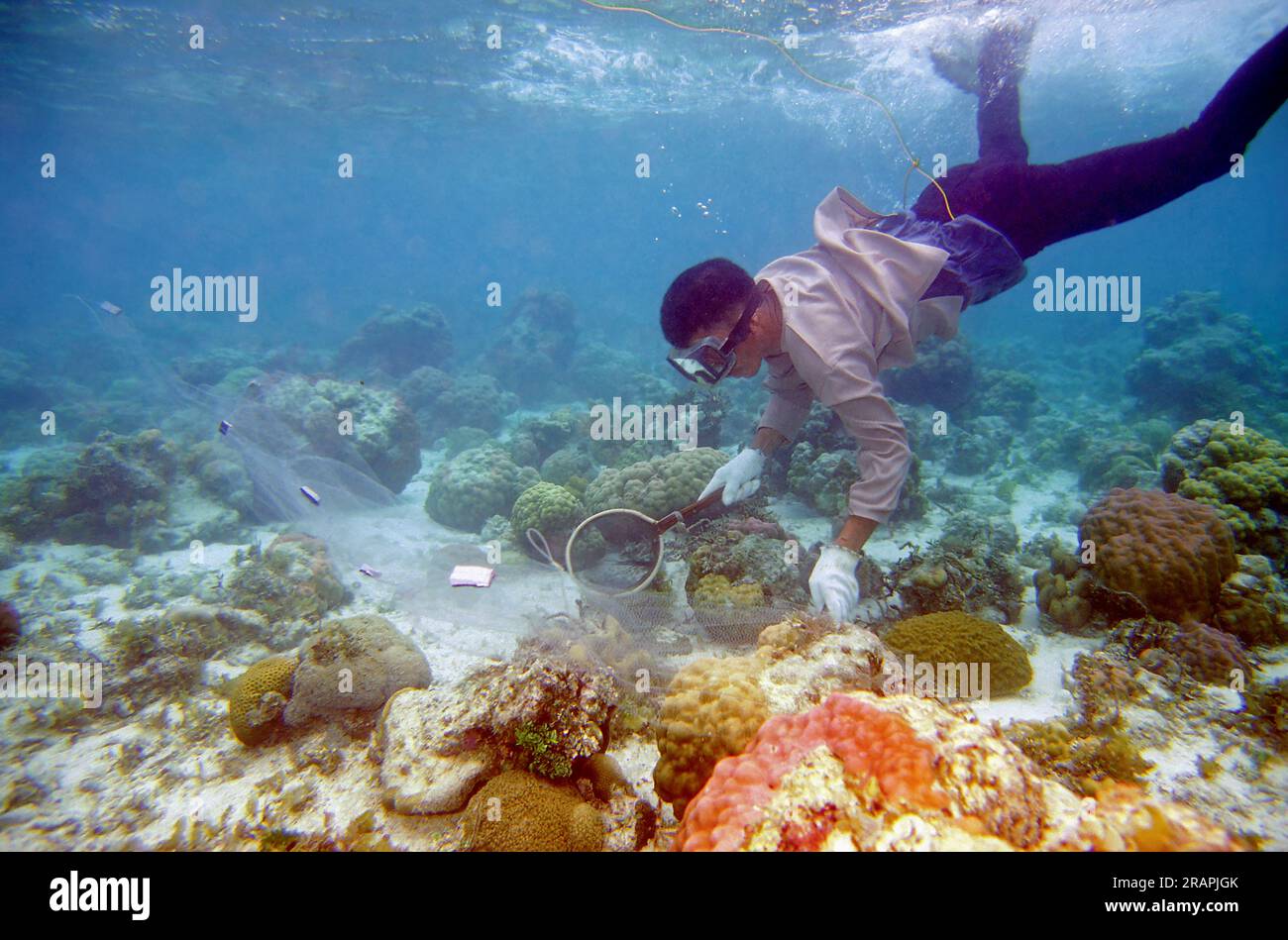 Collecting marien fish for the aquarium trade in the Philippines Stock ...