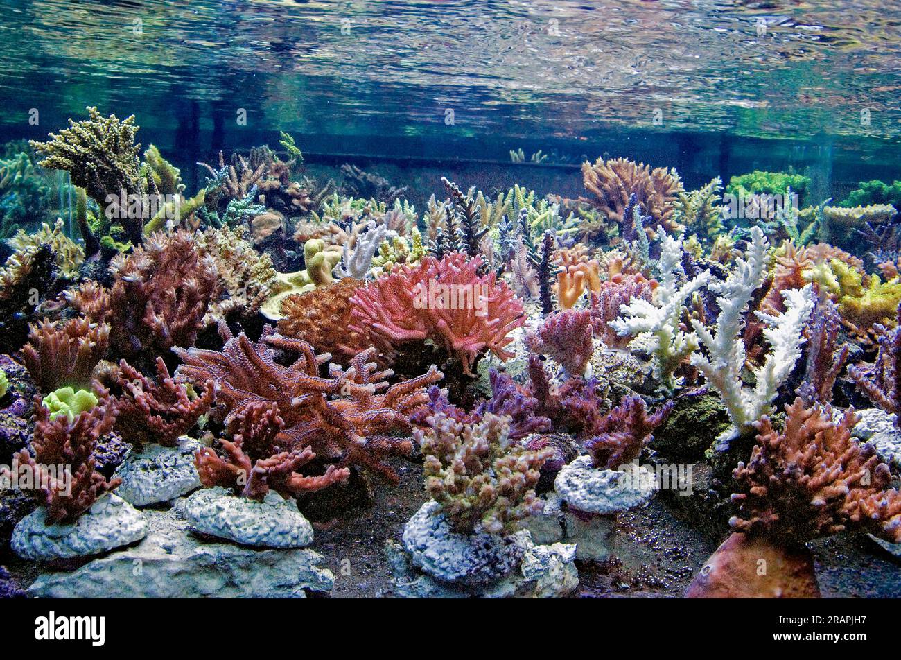 Coral farm growing small corals fragments into larger colonies Stock ...