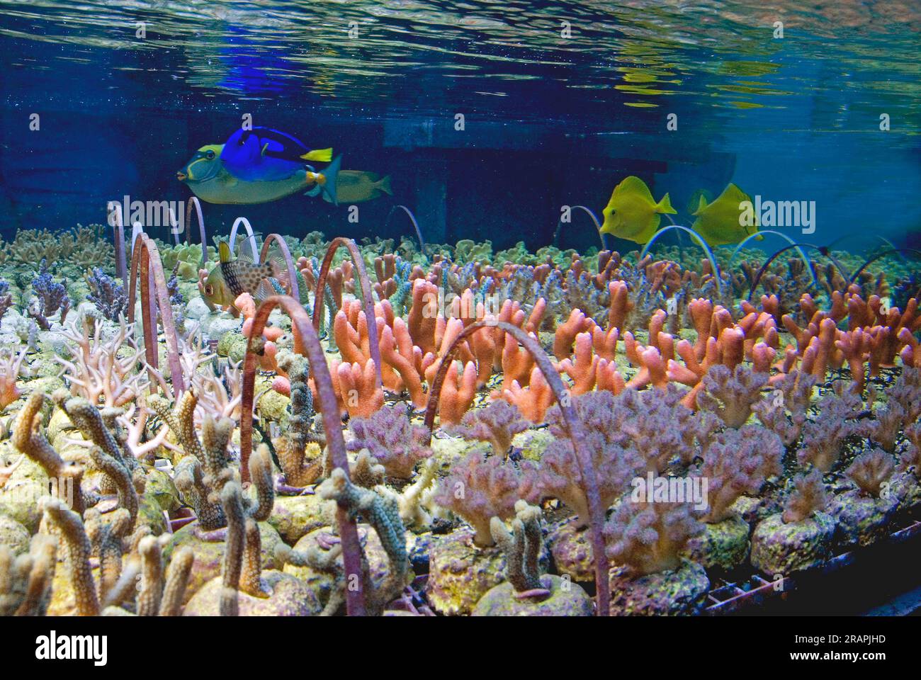 Coral farm growing small corals fragments into larger colonies Stock ...