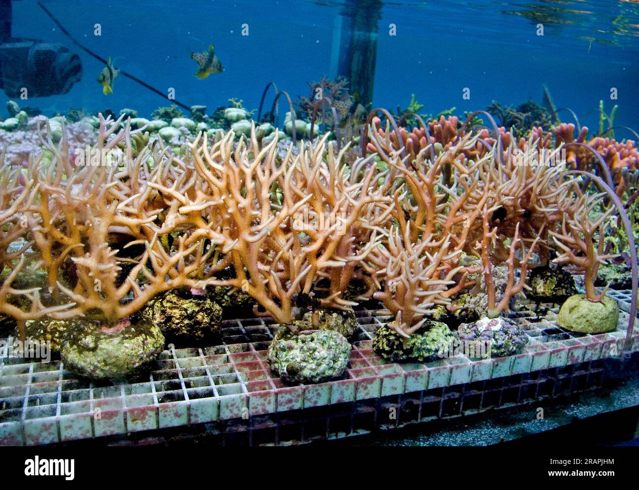 Fragments of stony coral (Seriatopora hystria) propagated in a land ...