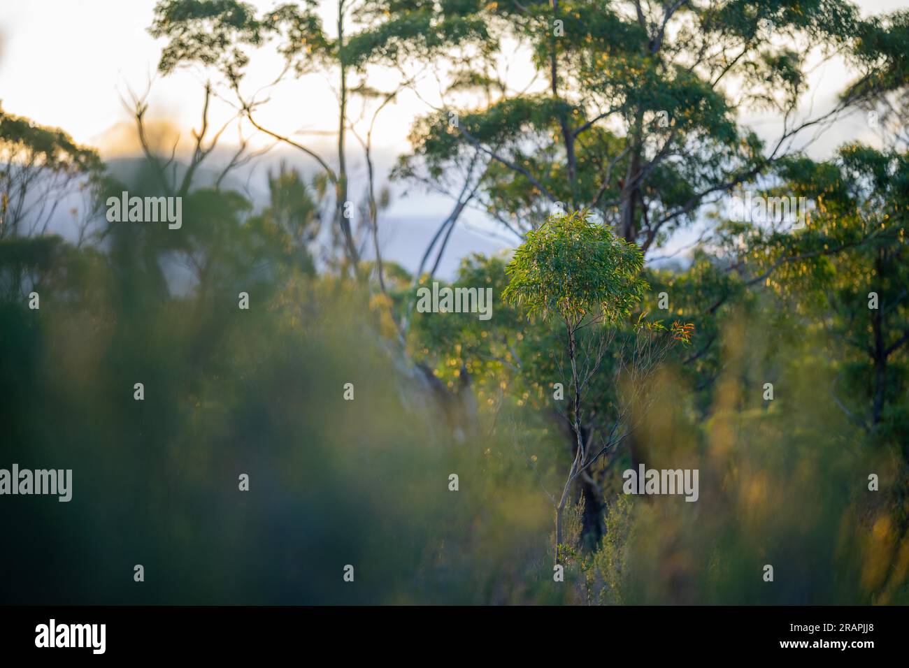 beautiful gum Trees and shrubs in the Australian bush forest. Gumtrees ...