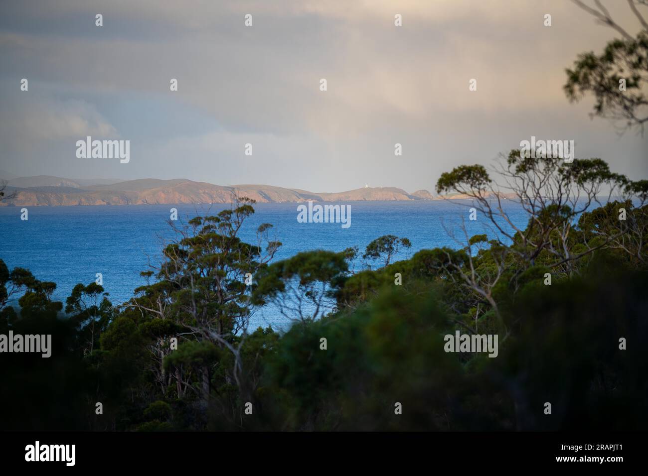 beautiful gum Trees and shrubs in the Australian bush forest. Gumtrees ...
