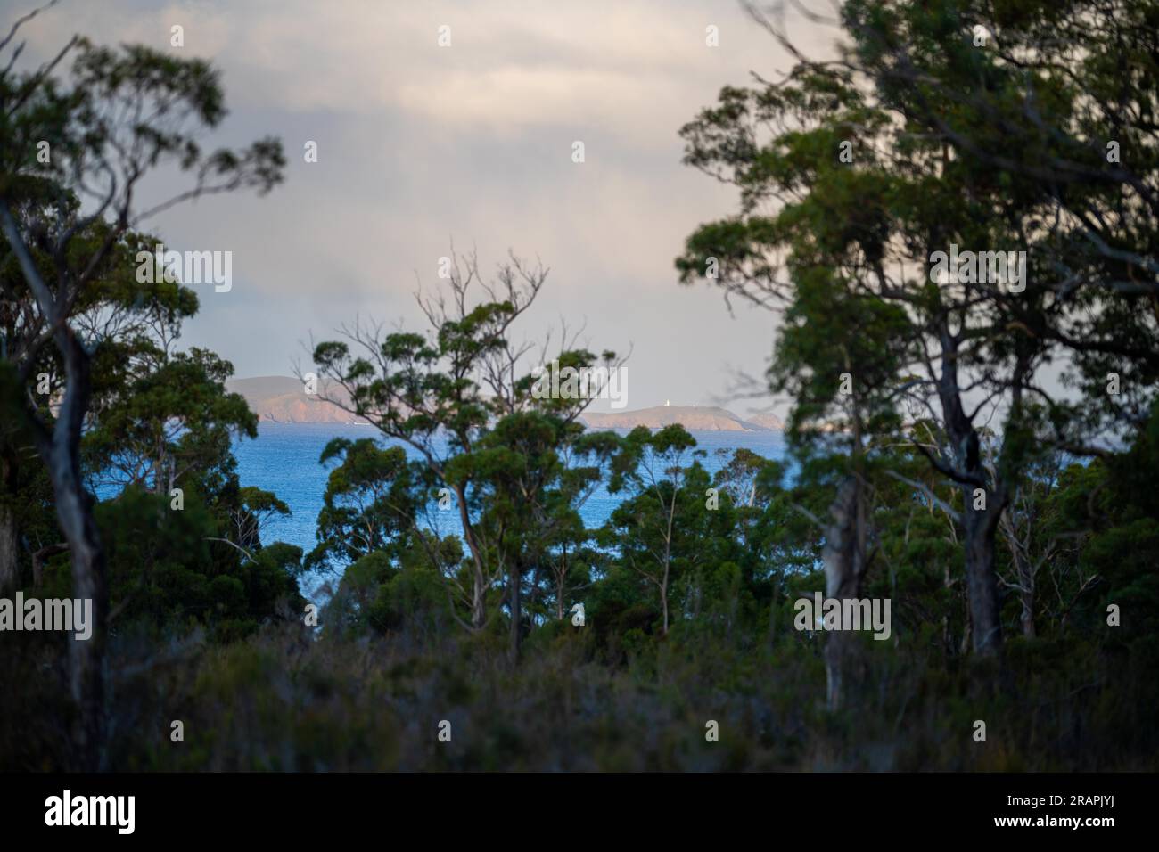 beautiful gum Trees and shrubs in the Australian bush forest. Gumtrees ...